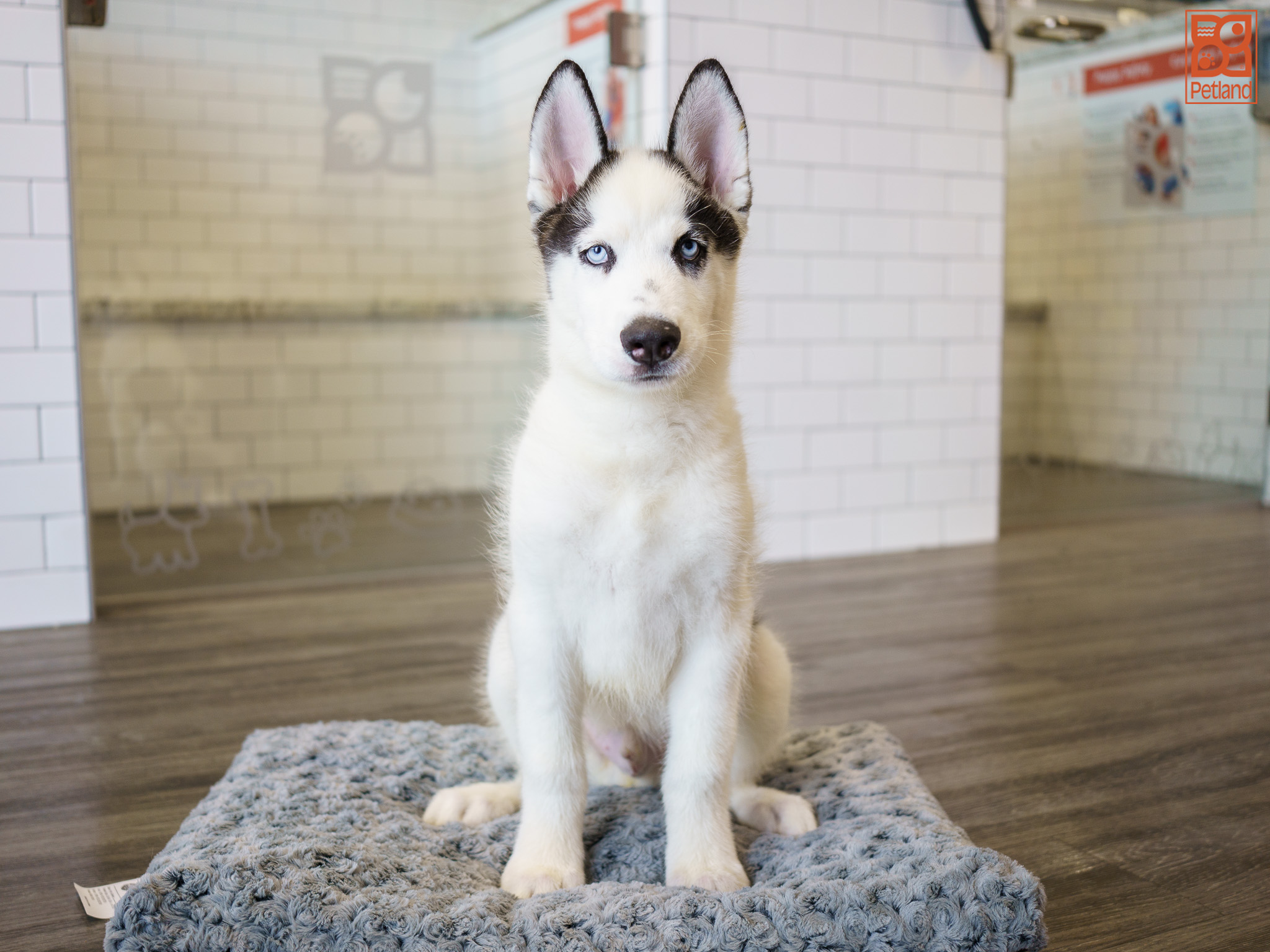 Puppy Pinto ID:203741 Located at Petland Texas