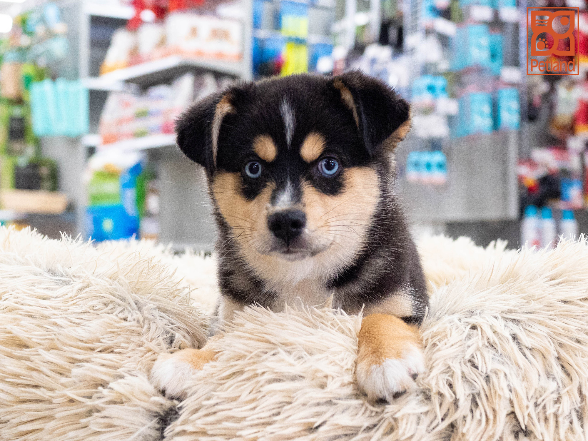 Puppies For Sale