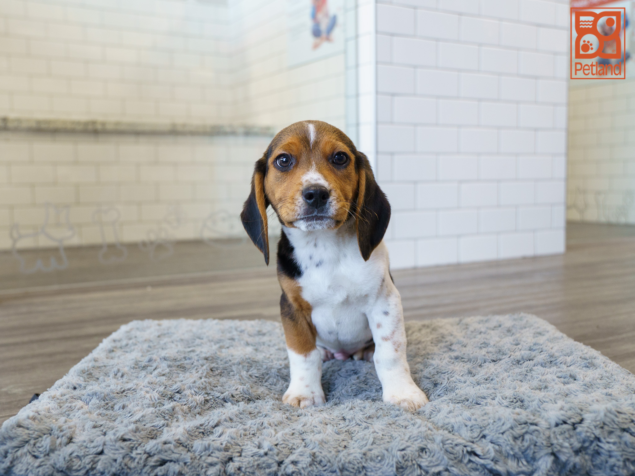 Puppies For Sale