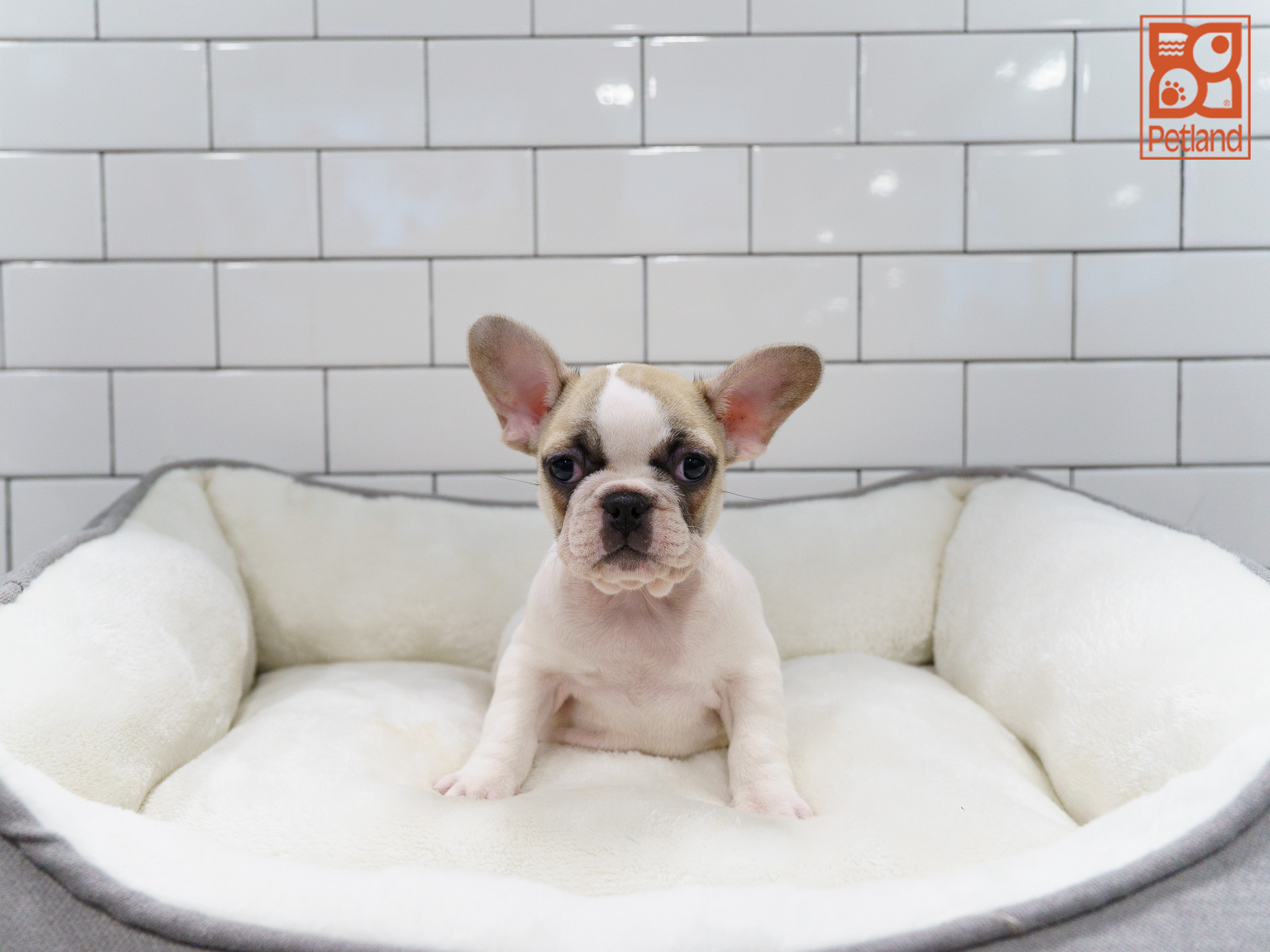 Puppies For Sale