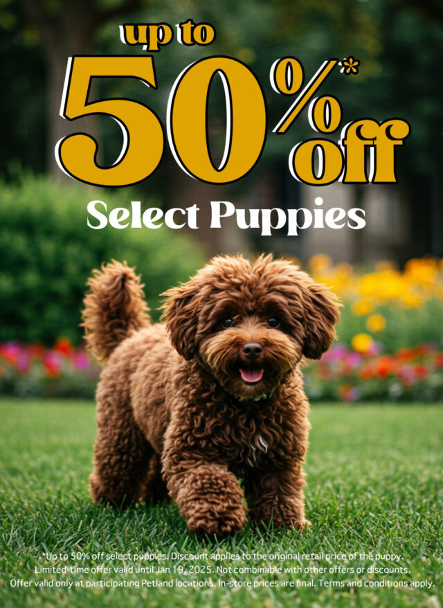 Petland puppy prices store