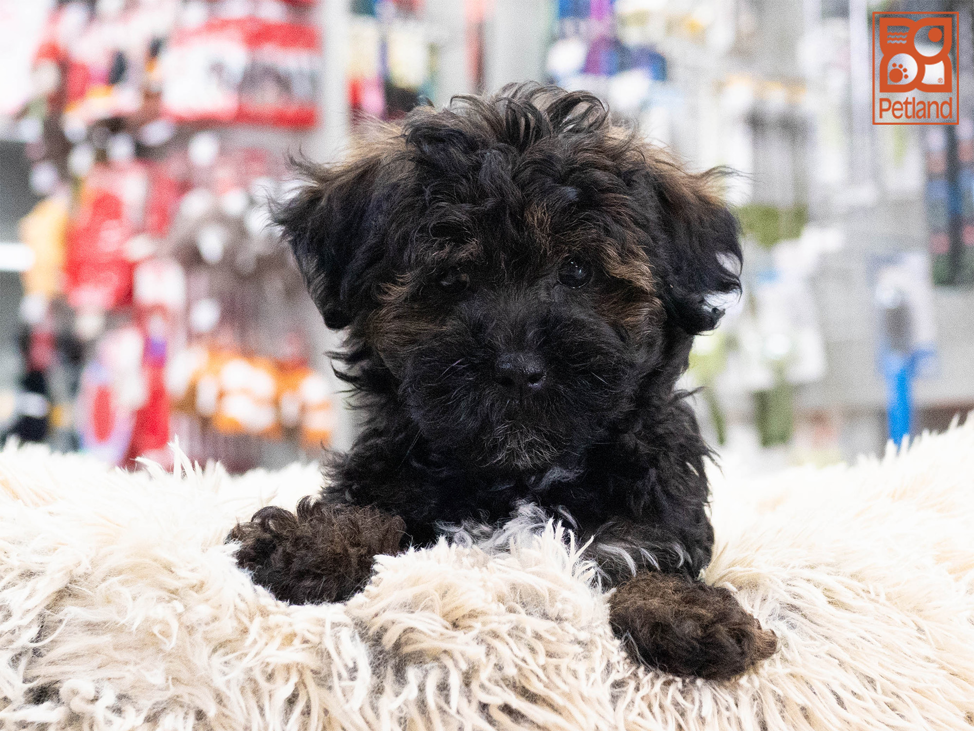 Havapoo Archives - Petland Texas