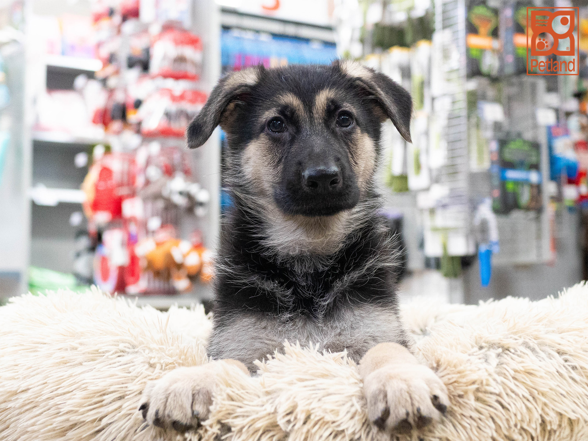 Puppy ID:222016 Located at Petland Texas